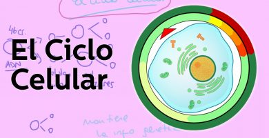 Ciclo Celular - Que es? - Te mostramos las etapas con ejemplos