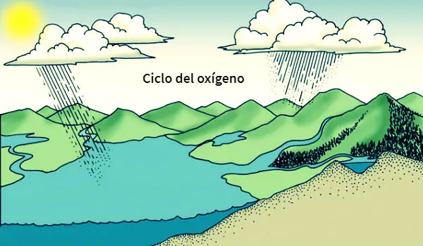Ciclo del Oxigeno - Explicacion detallada con ejemplos