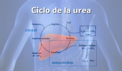 Ciclo de la Urea - Explicacion detallada con imagenes y ejemplos