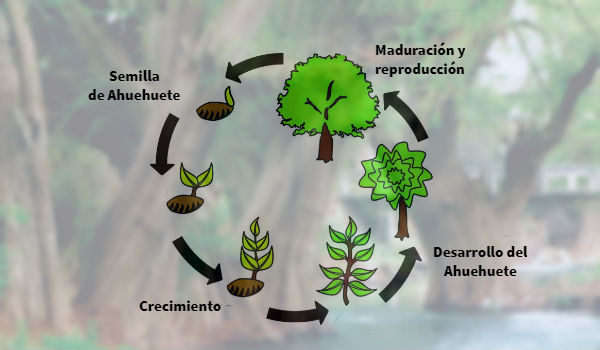Explicacion del ciclo de vida del Ahuehuete y sus etapas