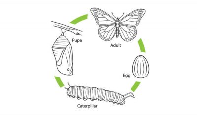 Ciclo de la mariposa ¿Qué es y cómo son sus etapas?